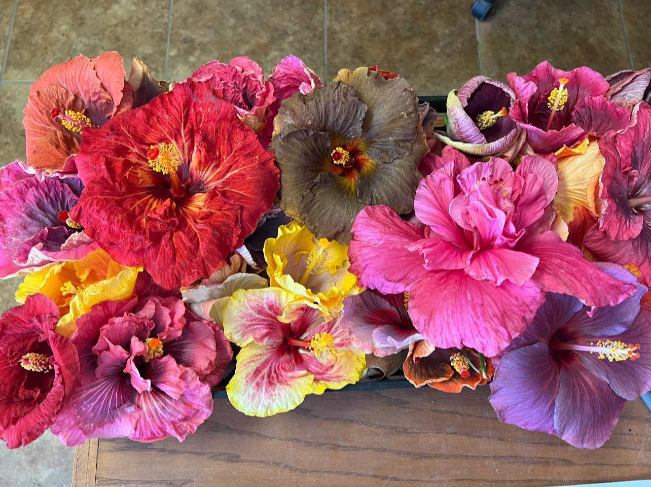 Cajun Hibiscus – Cane Row Nursery