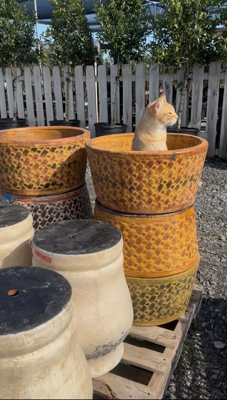 Cane Row Nursery
